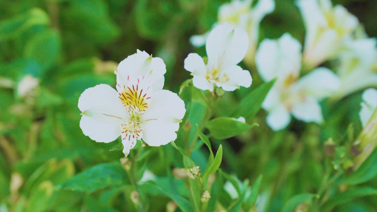 Caring for your alstroemerias (princess lillies) - IRT